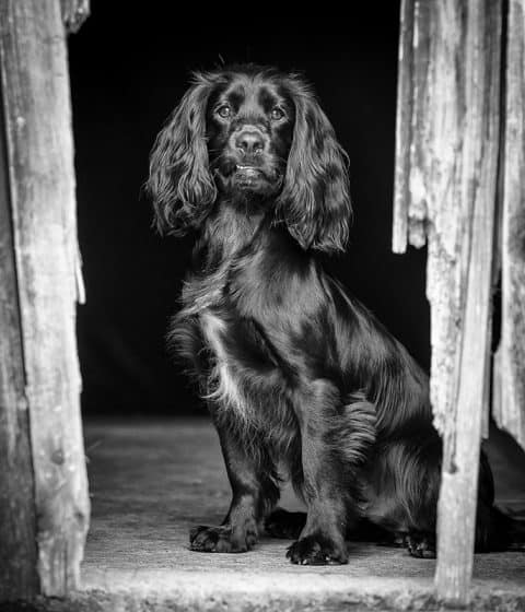 The Dog Blog | Sale, Manchester, Lancashire | Just for Paws